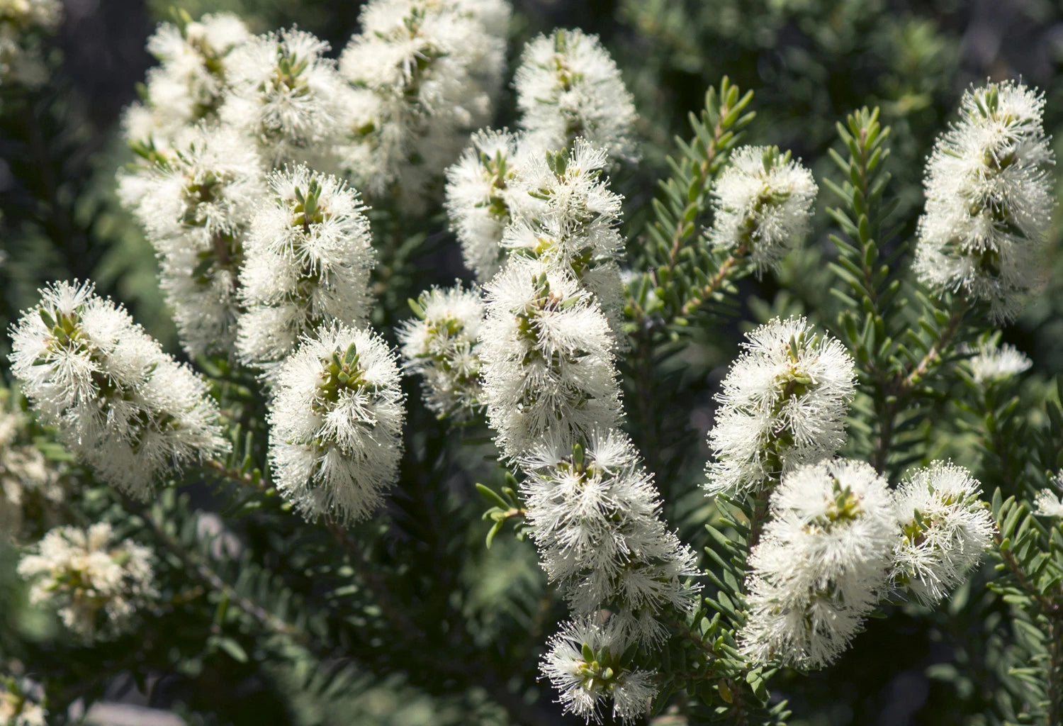 Tea Tree – giganaturally
